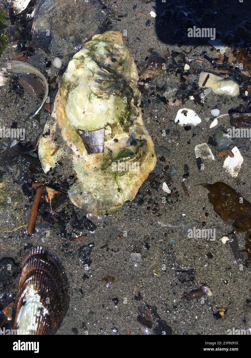 Eastern Oyster (Crassostrea virginica Stock Photo - Alamy