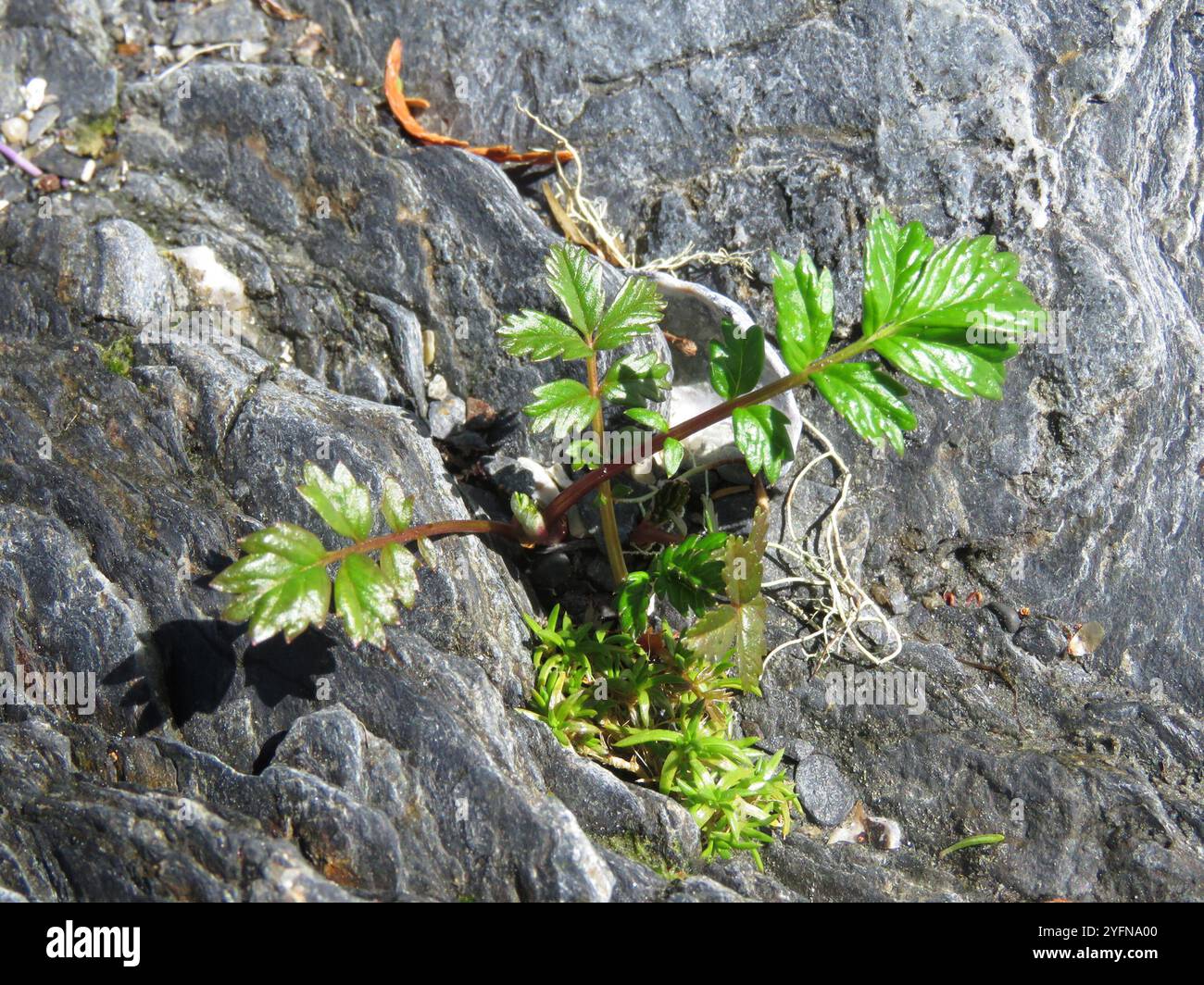 common silverweed (Argentina anserina Stock Photo - Alamy