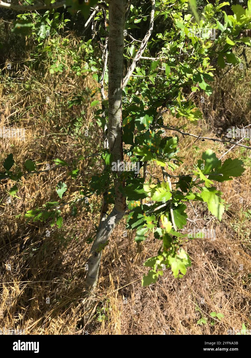 green hawthorn (Crataegus viridis Stock Photo - Alamy