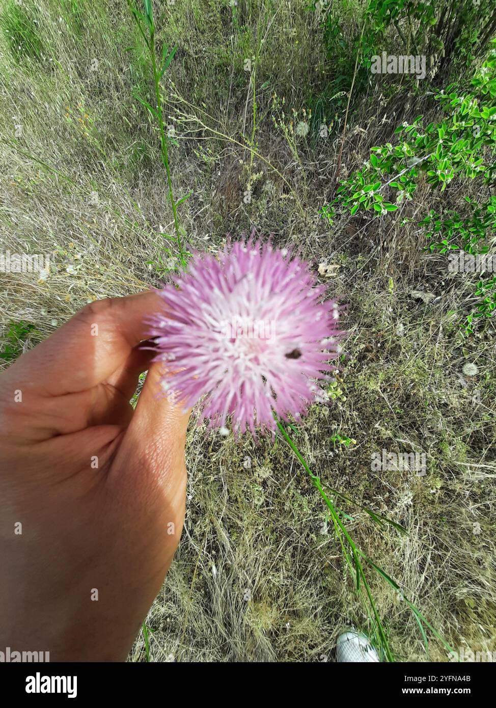 dagger flower (Mantisalca salmantica Stock Photo - Alamy