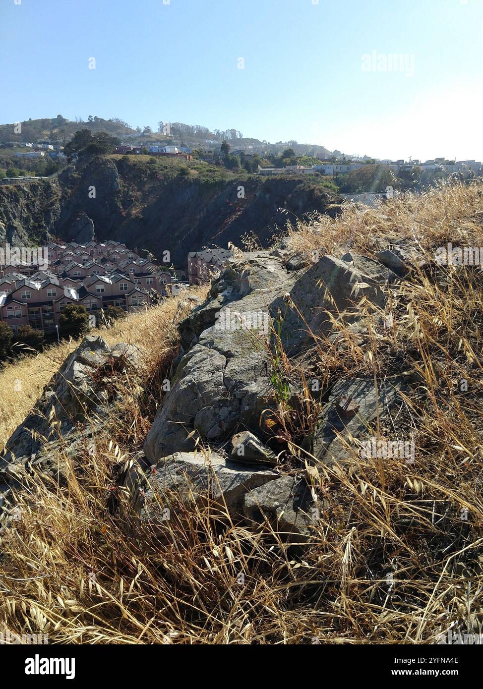 False Hawkbit (Urospermum picroides Stock Photo - Alamy