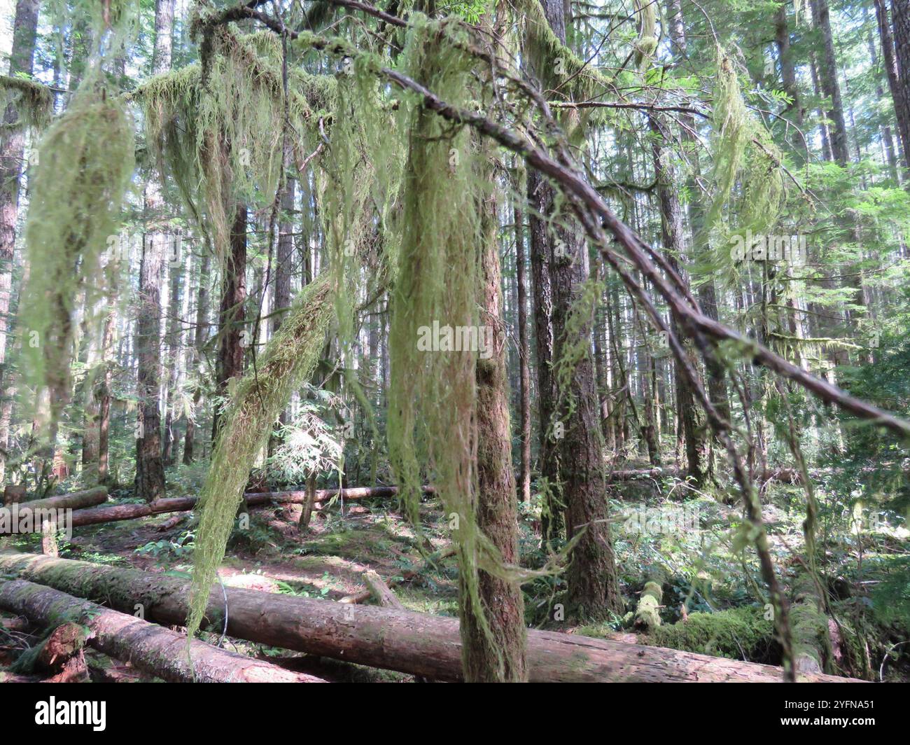 Cat's Tail Moss (Pseudisothecium stoloniferum Stock Photo - Alamy