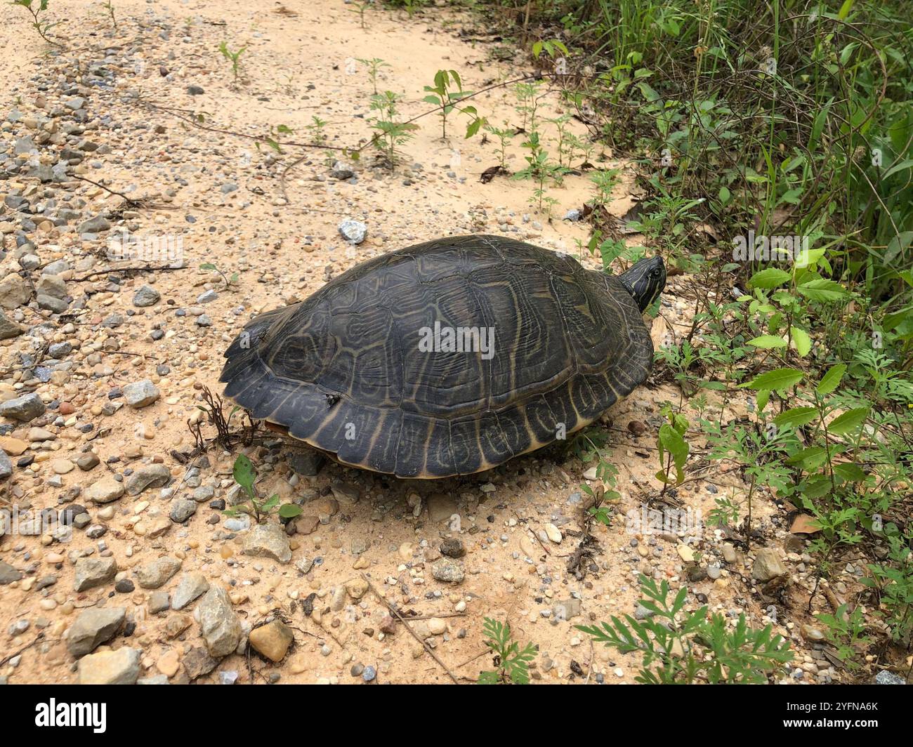 River Cooter (Pseudemys concinna Stock Photo - Alamy
