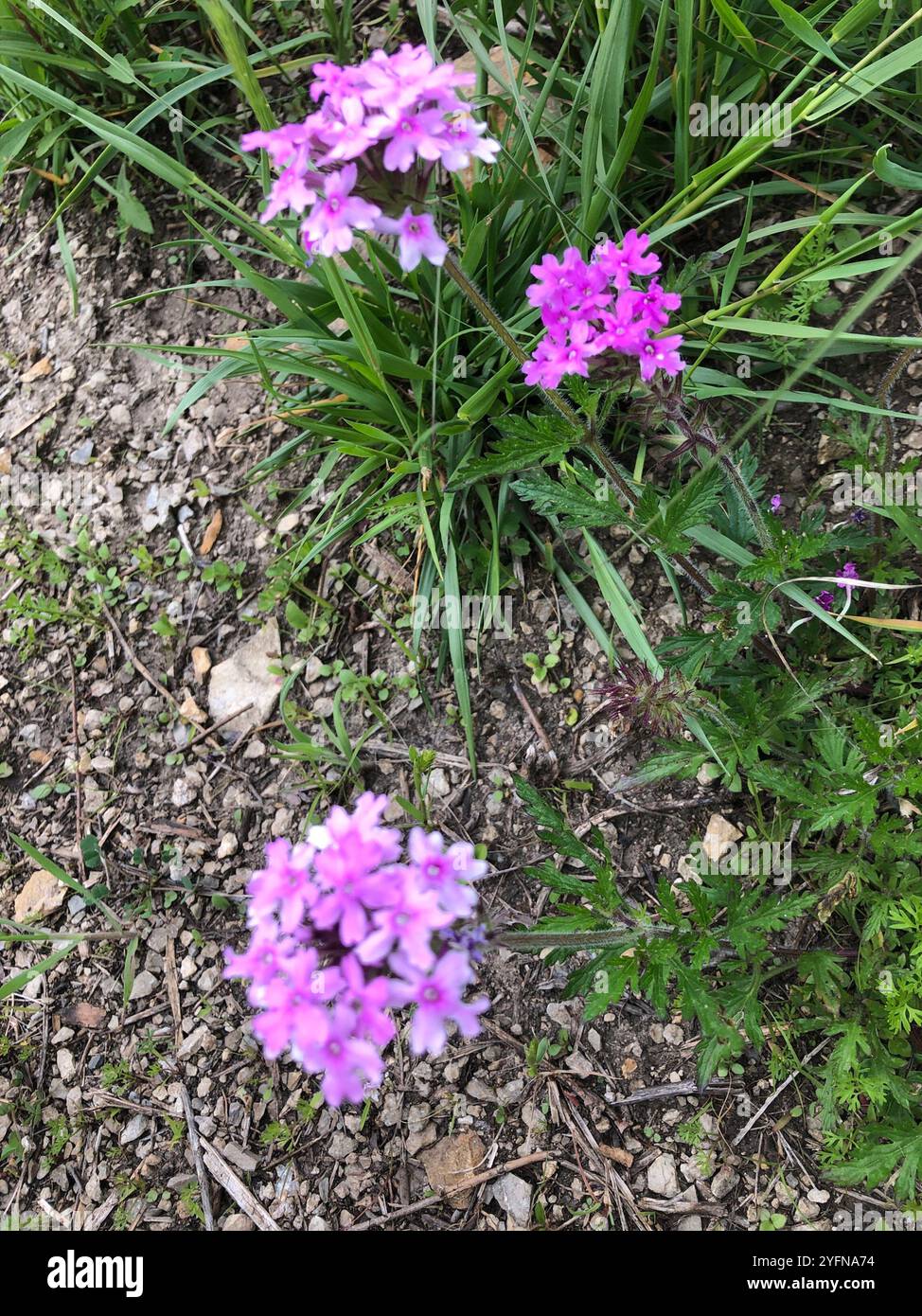 rose vervain (Glandularia canadensis Stock Photo - Alamy