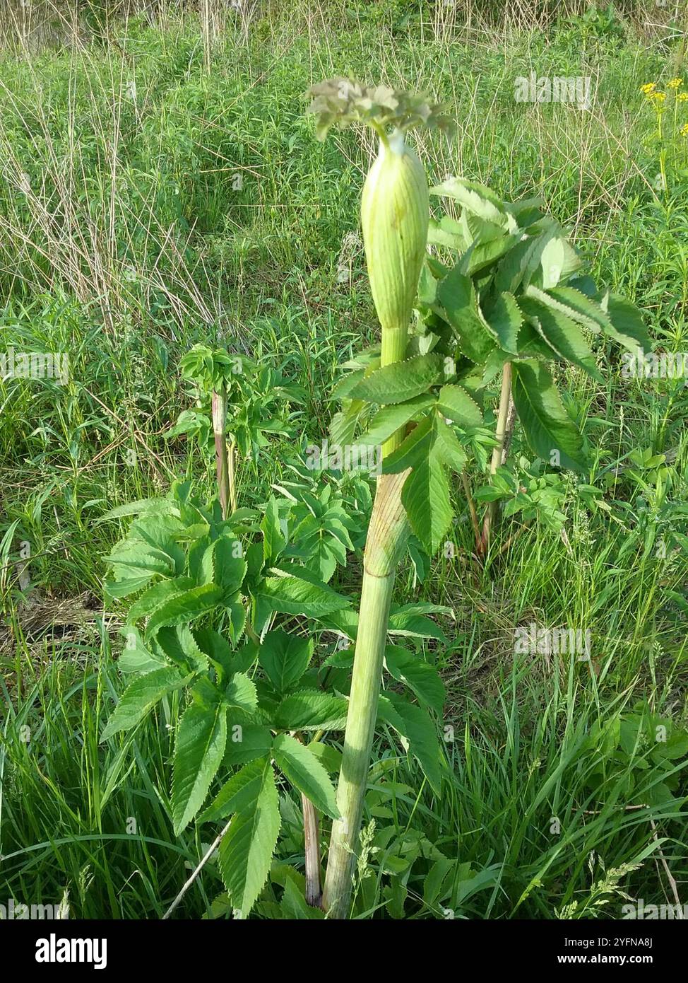 purple-stemmed angelica (Angelica atropurpurea Stock Photo - Alamy