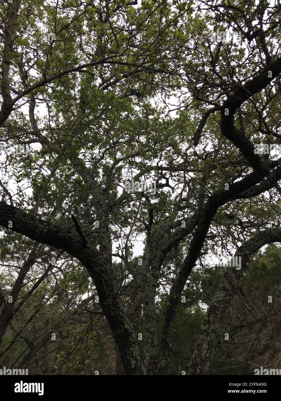 Texas live oak (Quercus fusiformis Stock Photo - Alamy