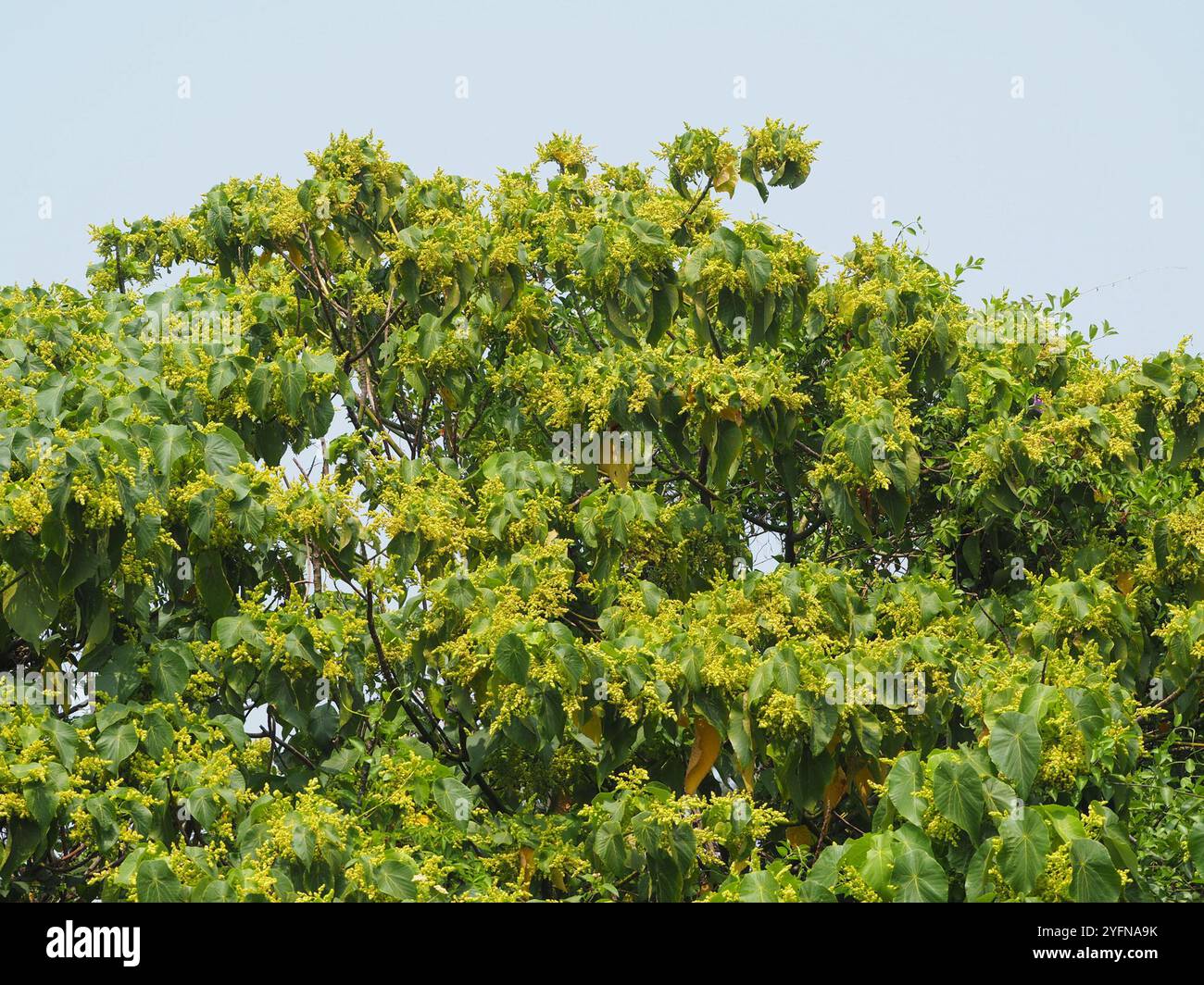 Macaranga tanarius hi-res stock photography and images - Alamy