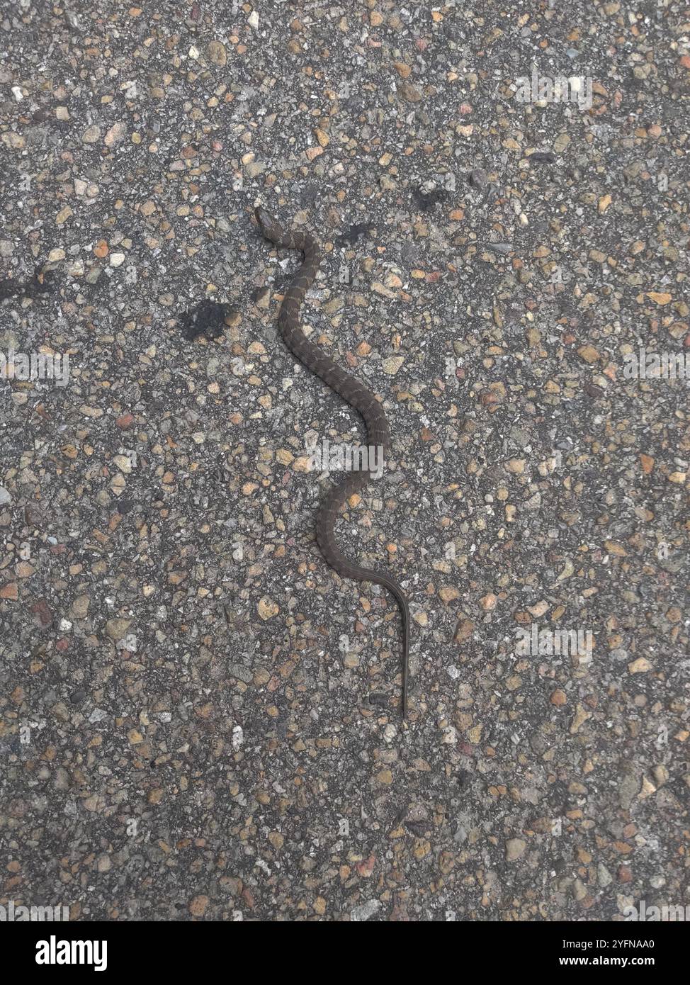 Common Watersnake (Nerodia sipedon Stock Photo - Alamy