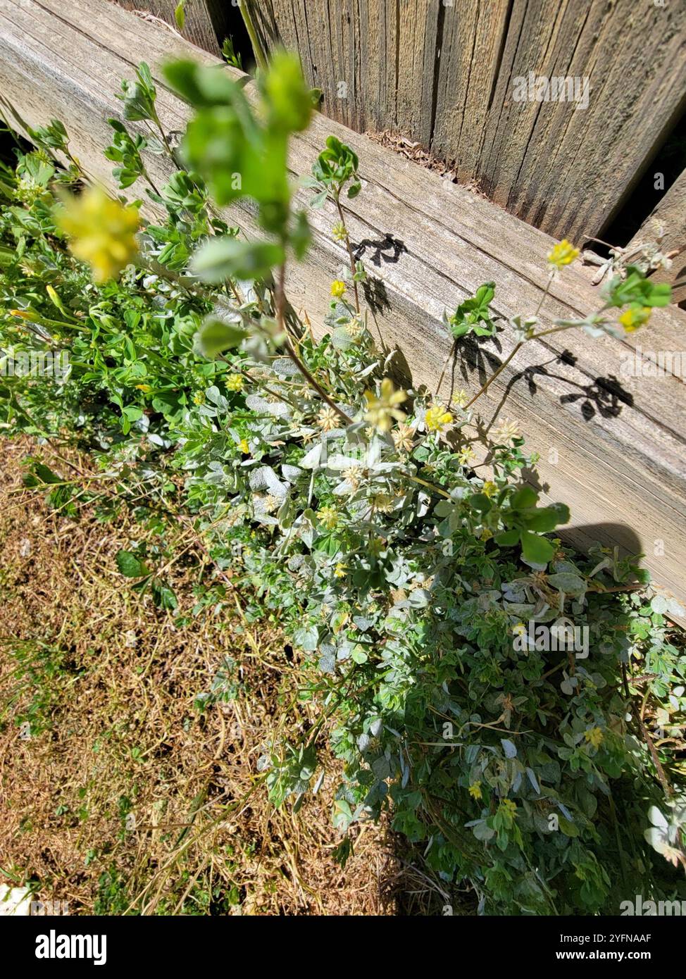 Lesser hop trefoil (Trifolium dubium Stock Photo - Alamy