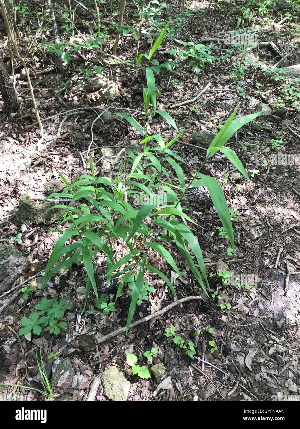 inland wood oats (Chasmanthium latifolium Stock Photo - Alamy