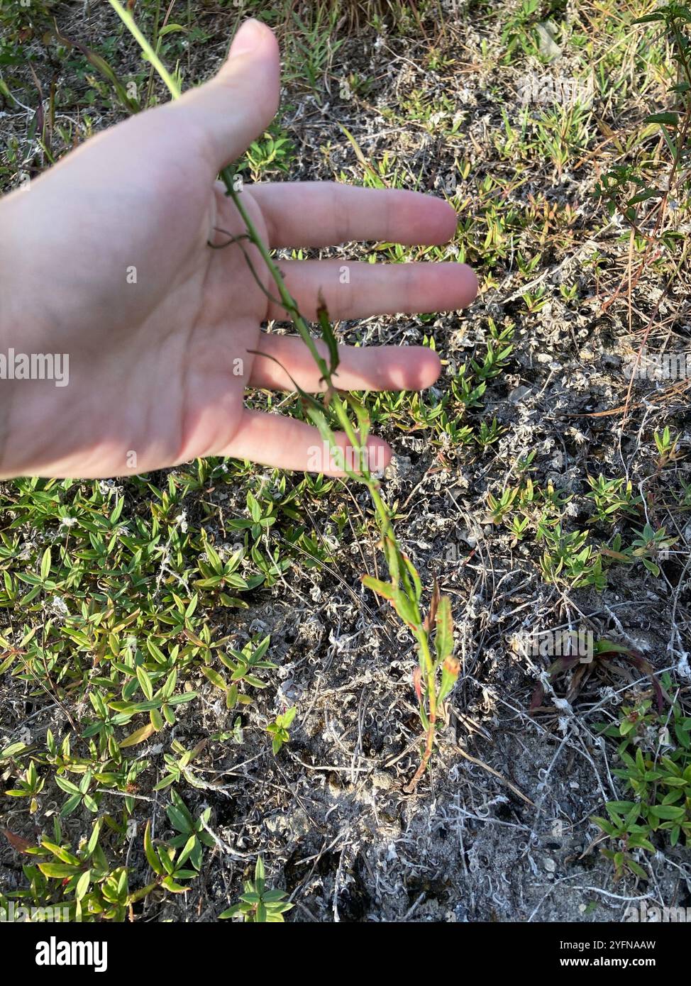 Southern Beeblossom (Oenothera simulans Stock Photo - Alamy