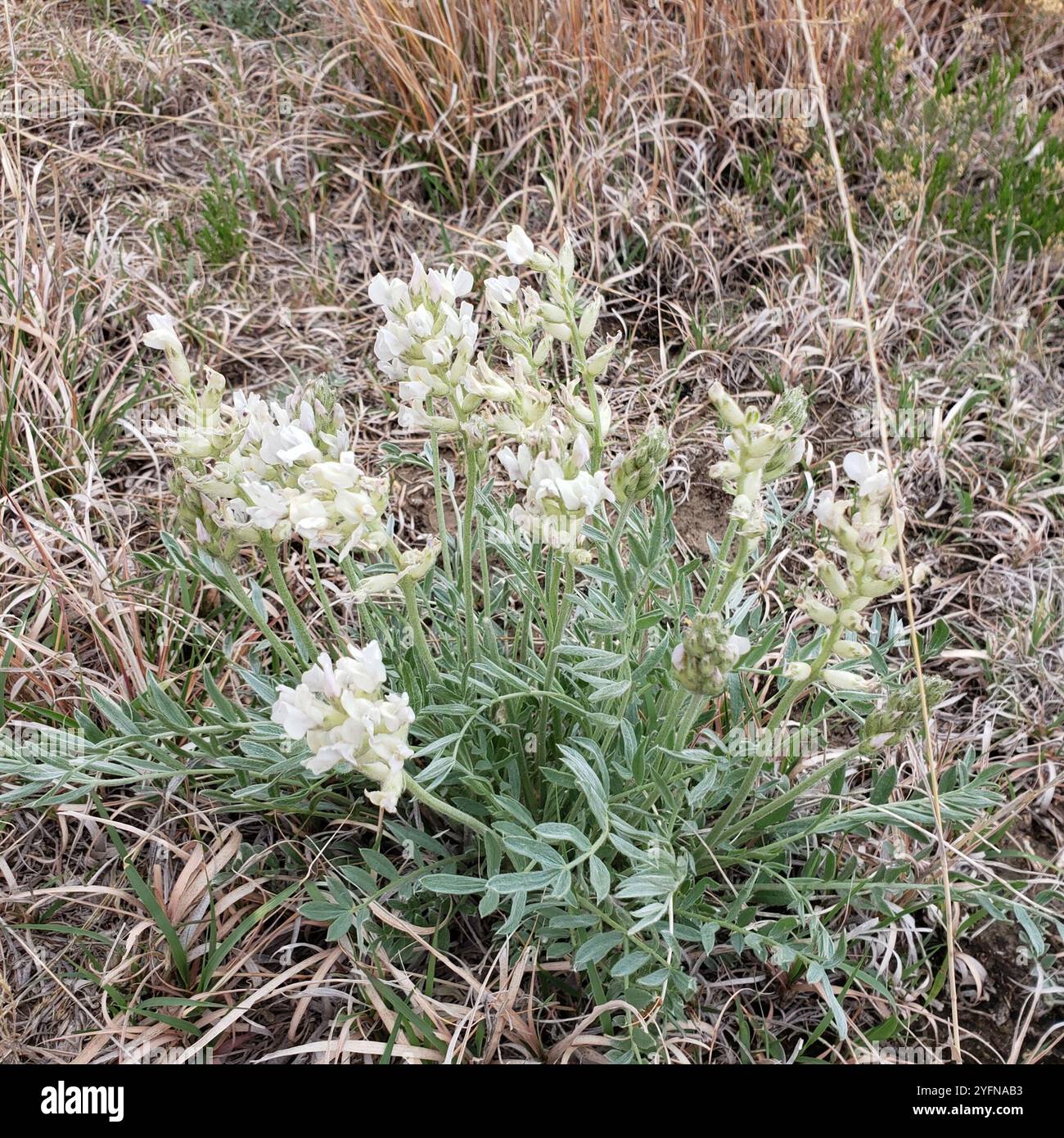White Point-vetch (Oxytropis sericea Stock Photo - Alamy