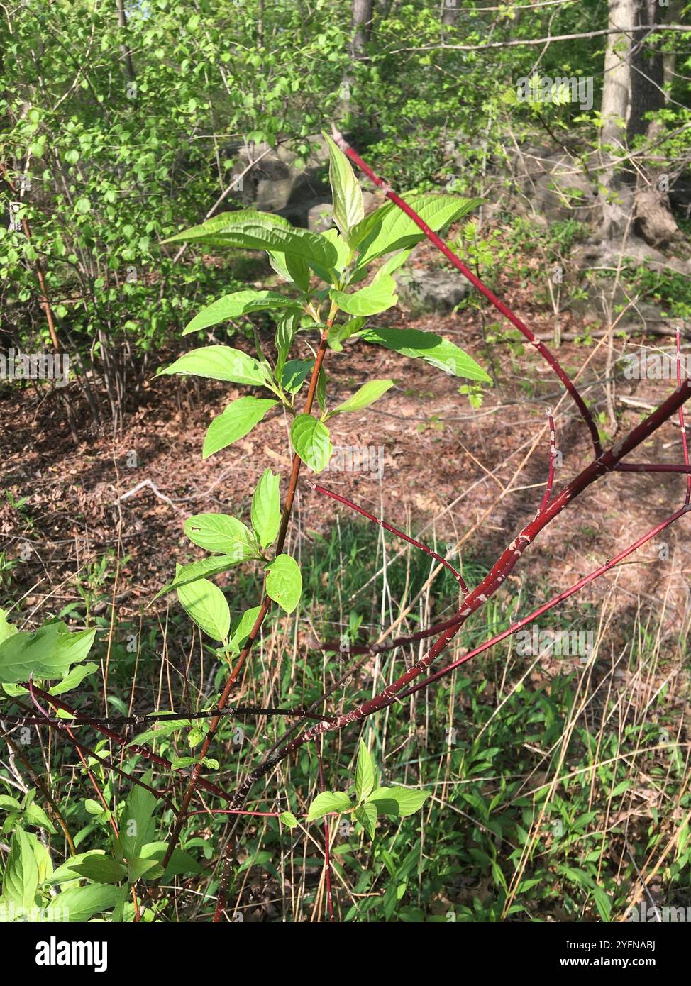red osier dogwood (Cornus sericea Stock Photo - Alamy
