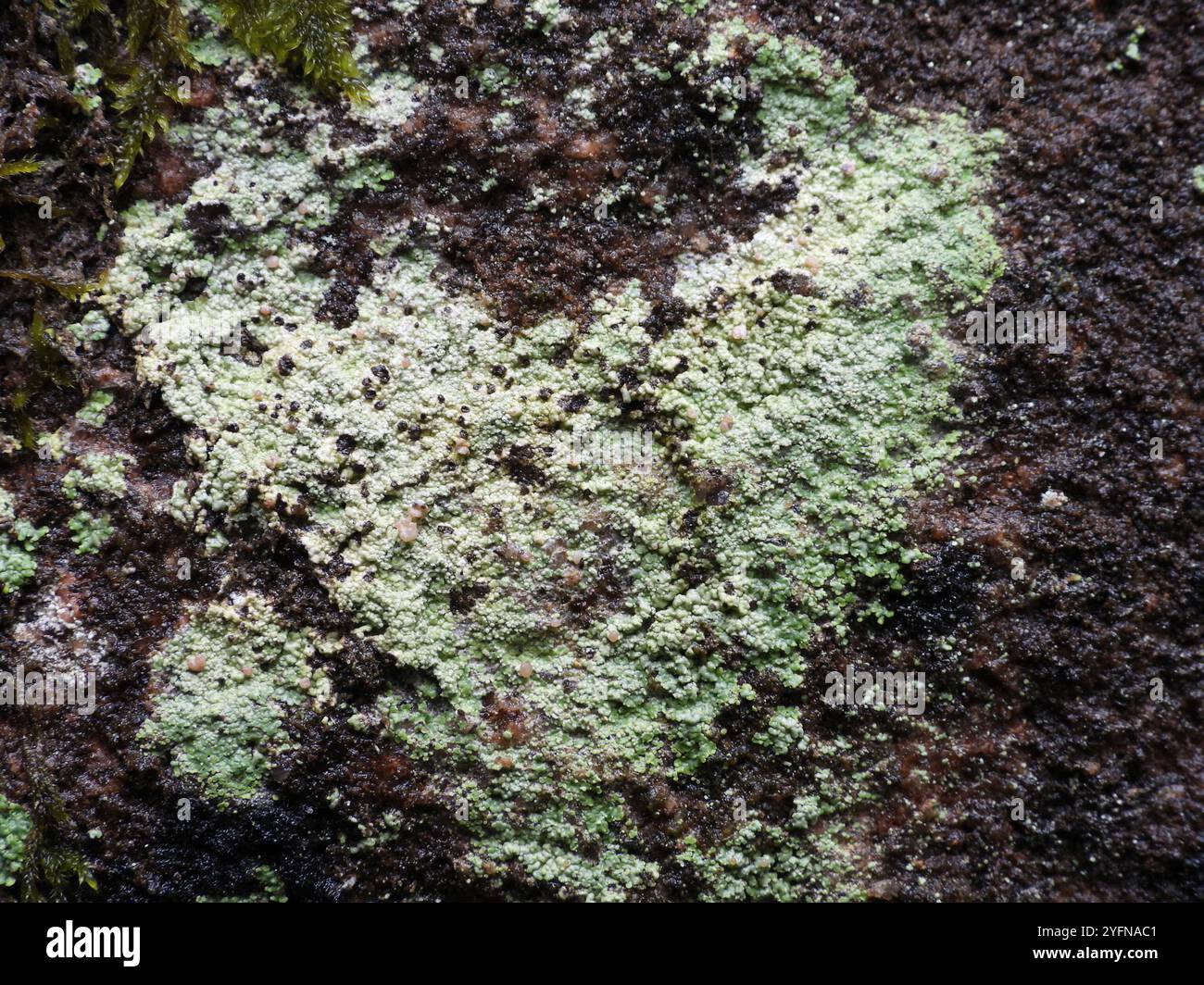 Beret Lichens (Baeomyces Stock Photo - Alamy