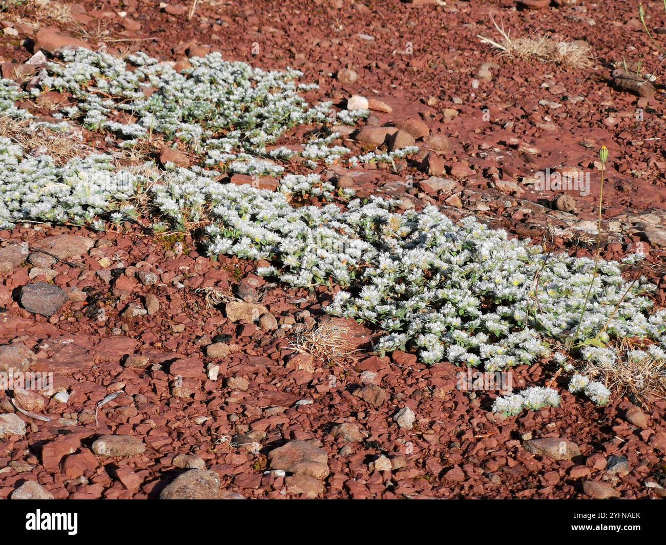 Algerian Tea (Paronychia argentea Stock Photo - Alamy