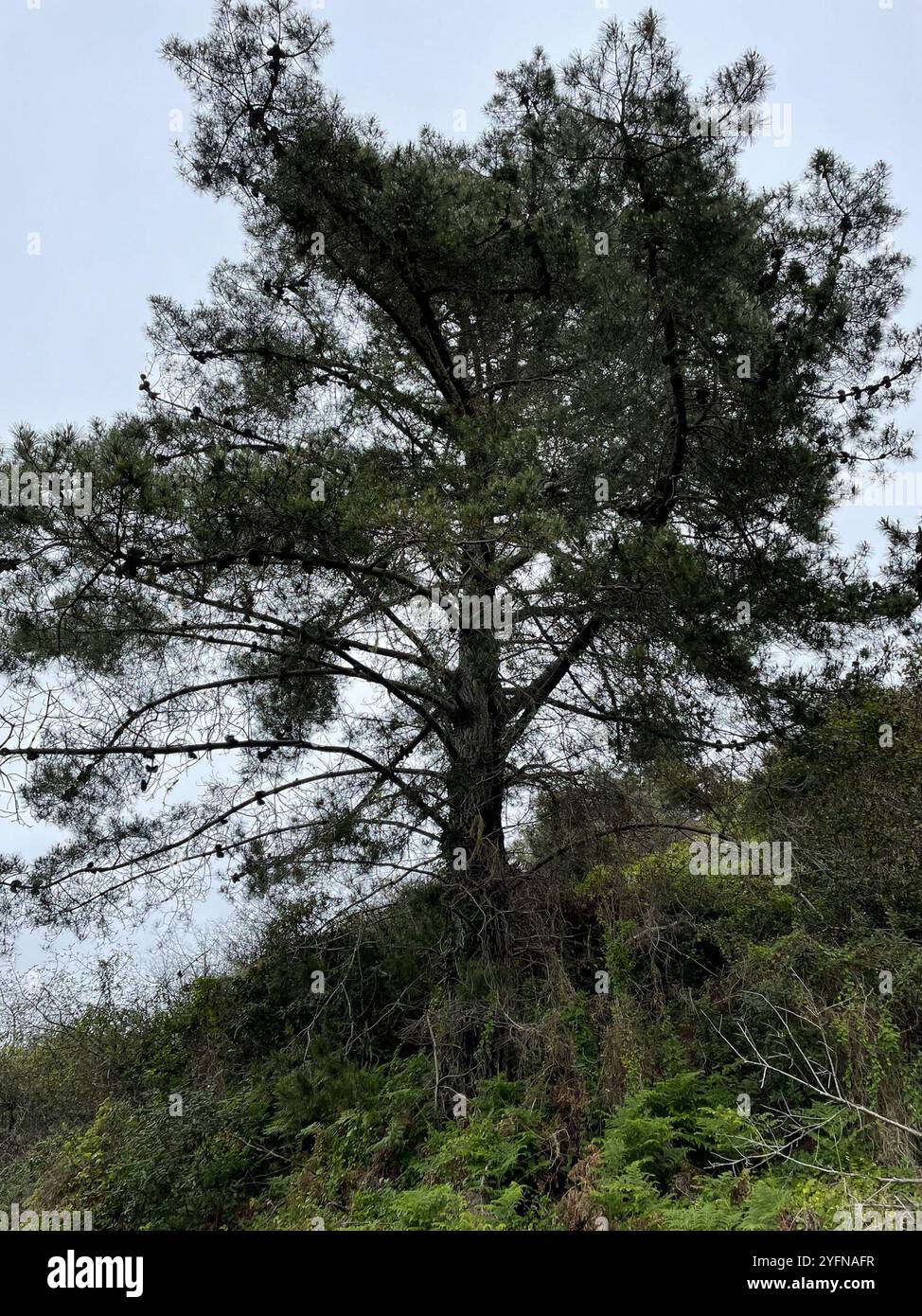 Knobcone pine pinus attenuata hi-res stock photography and images - Alamy