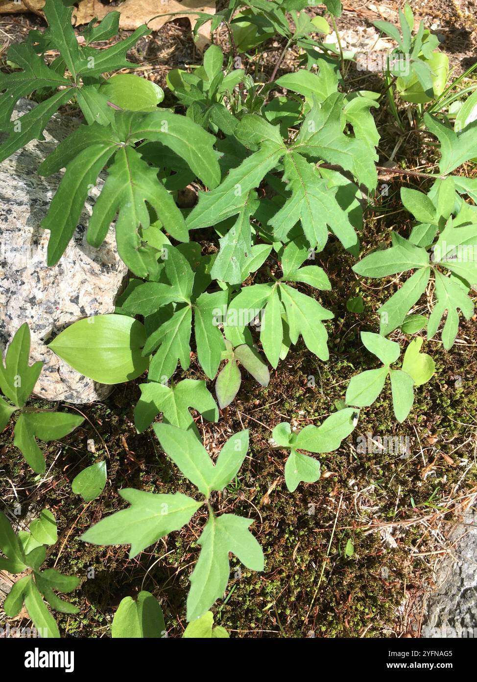 three-leaved rattlesnake root (Nabalus trifoliolatus Stock Photo - Alamy