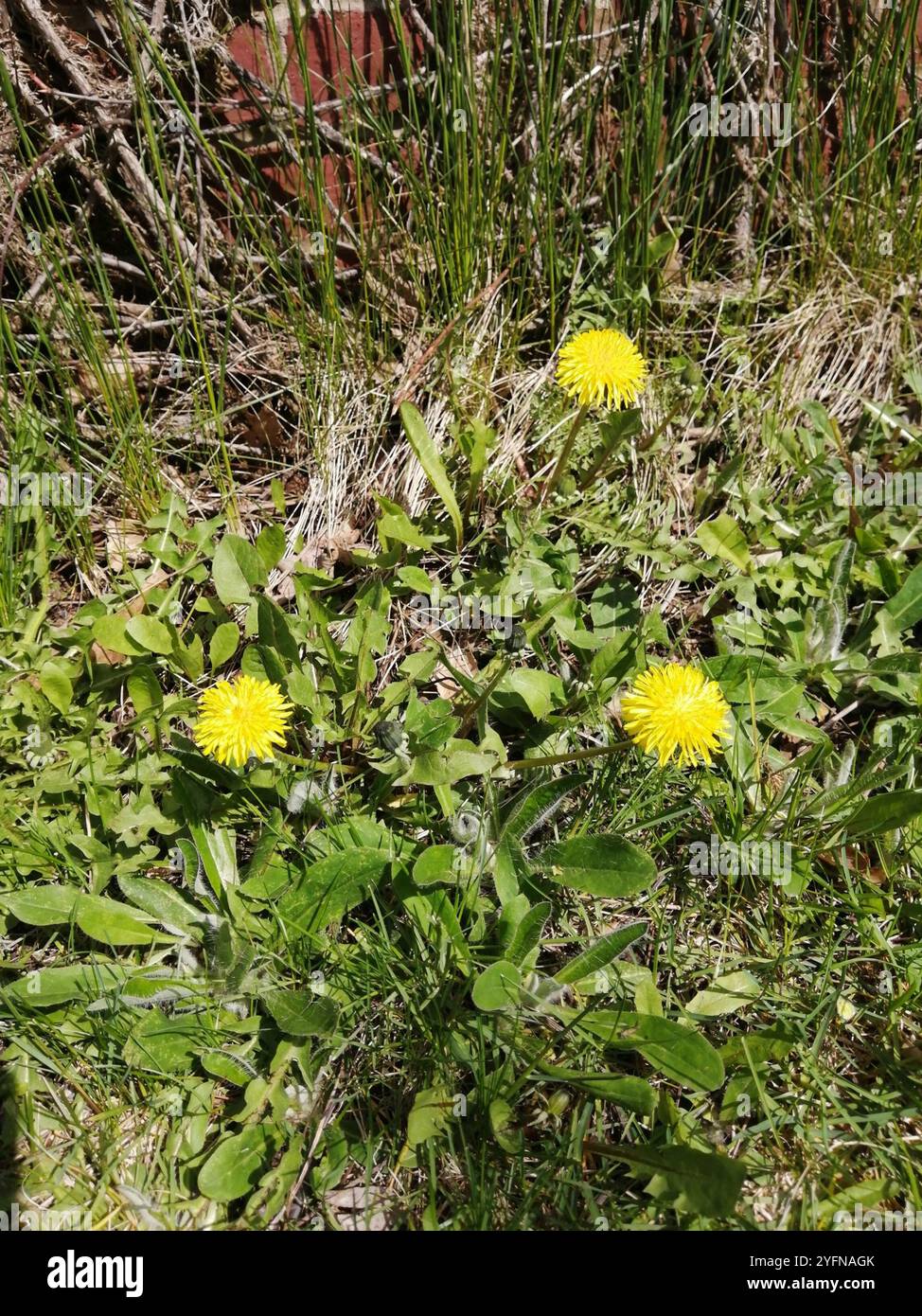 common dandelion (Taraxacum officinale Stock Photo - Alamy