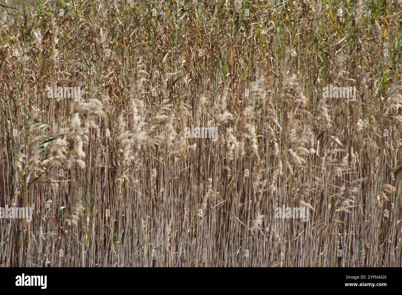 common reed (Phragmites australis Stock Photo - Alamy