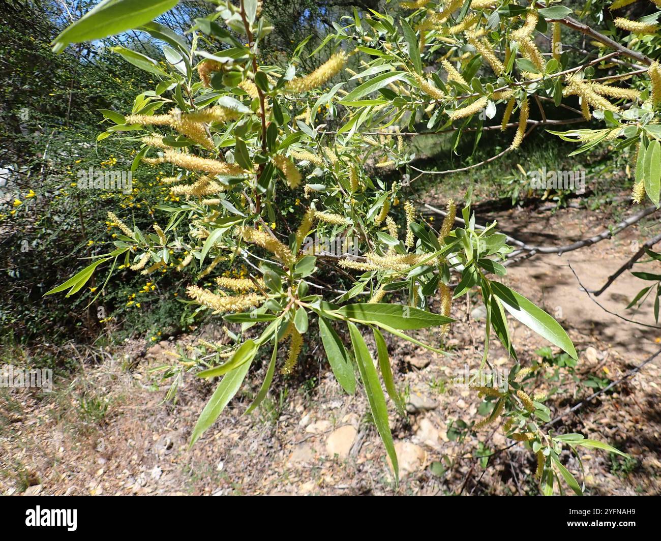 red willow (Salix laevigata Stock Photo - Alamy