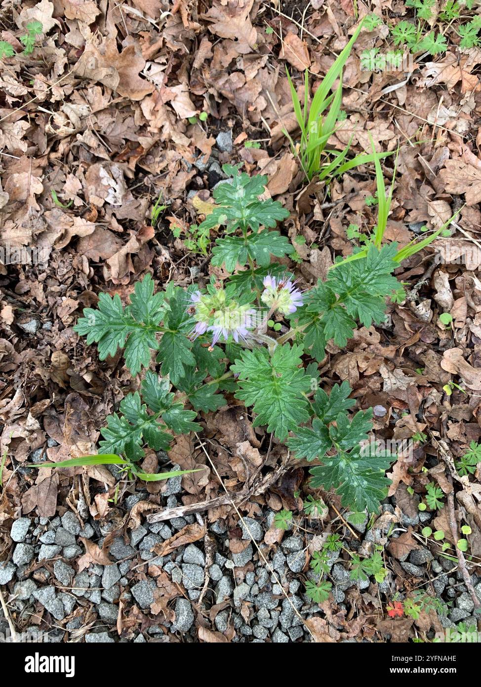 western waterleaf (Hydrophyllum occidentale Stock Photo - Alamy