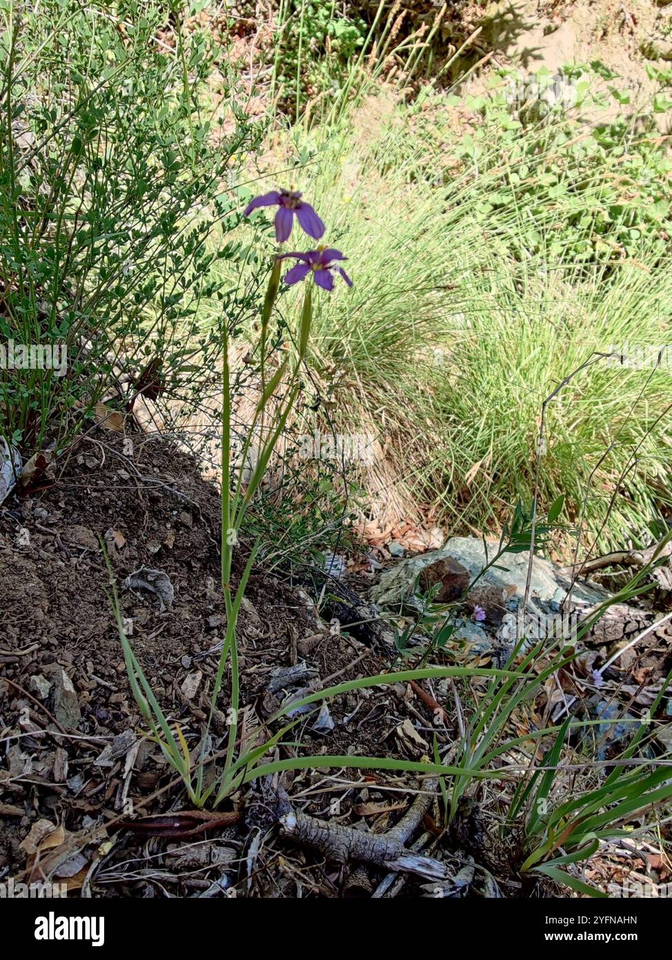 western blue-eyed grass (Sisyrinchium bellum Stock Photo - Alamy