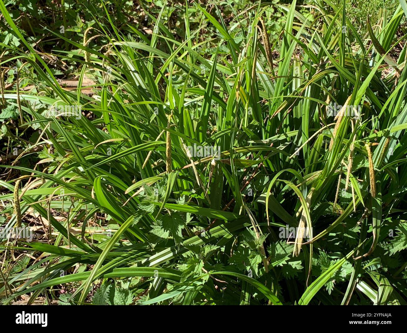 Hanging sedge (Carex pendula Stock Photo - Alamy