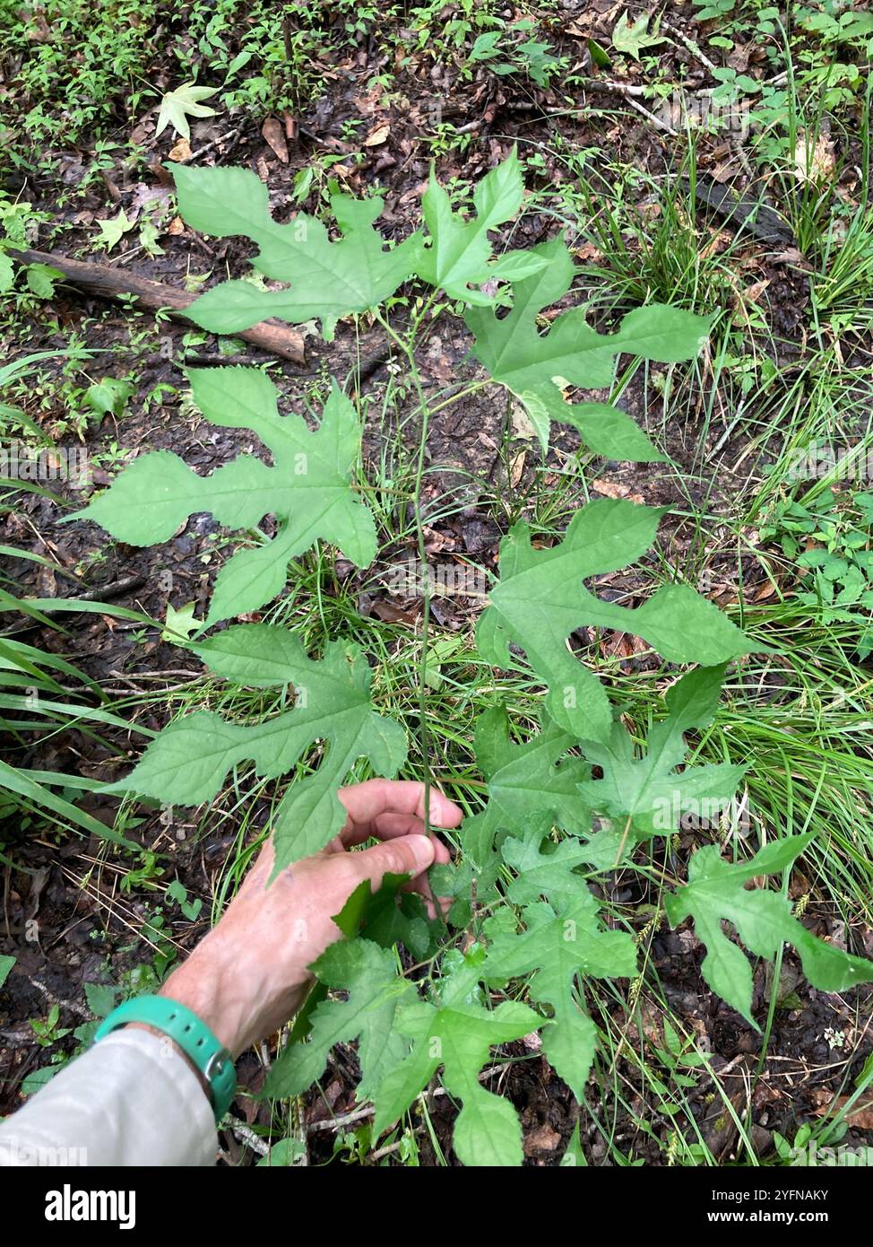 red mulberry (Morus rubra Stock Photo - Alamy