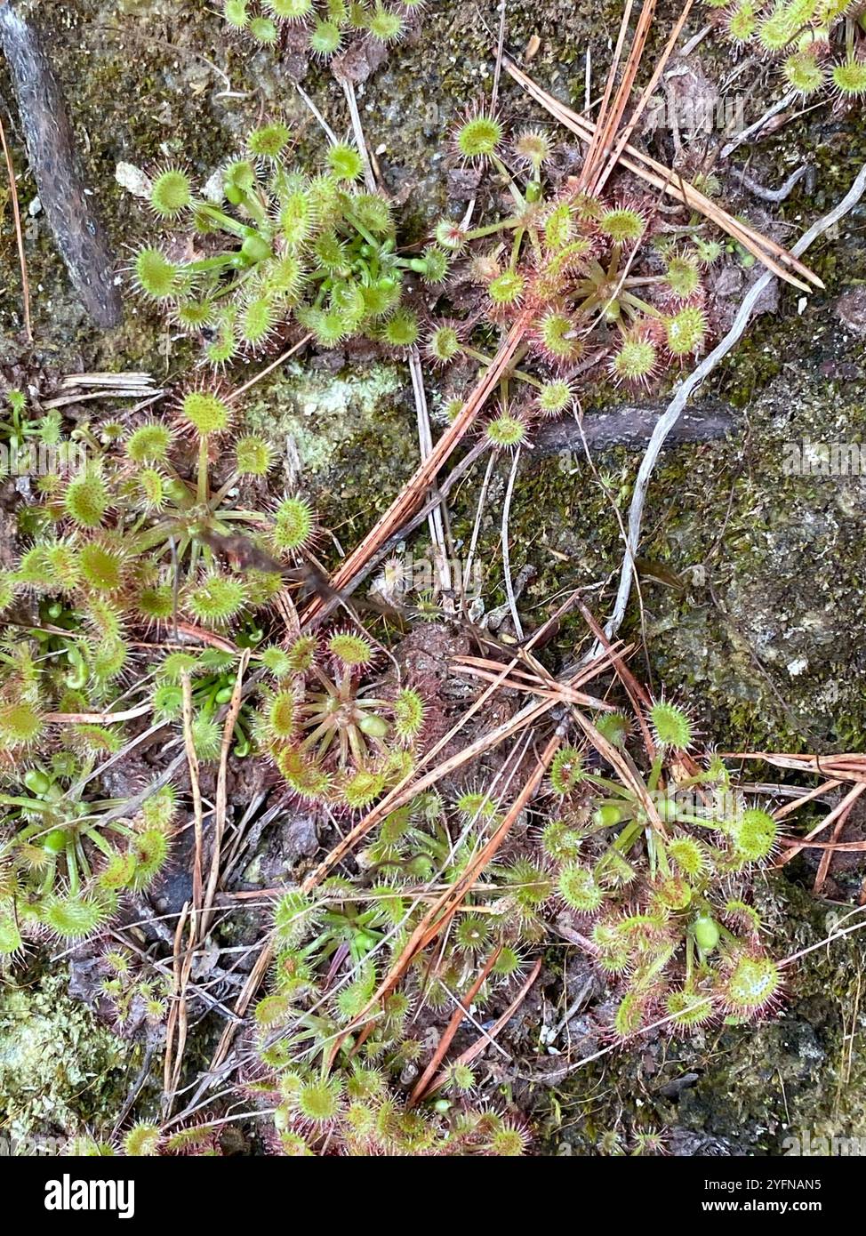 round-leaved sundew (Drosera rotundifolia Stock Photo - Alamy