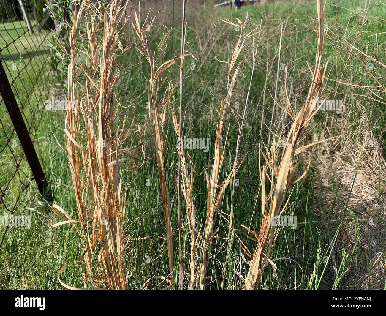 Broomsedge bluestem hi-res stock photography and images - Alamy