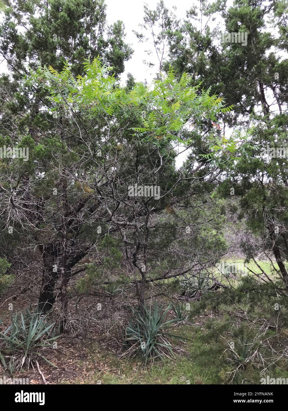 Prairie flameleaf sumac (Rhus lanceolata Stock Photo - Alamy