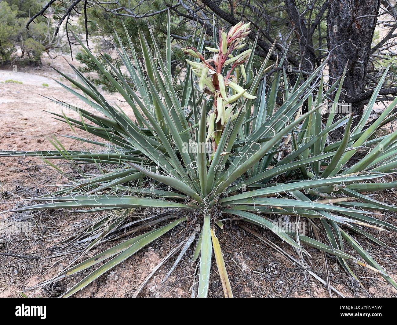 Banana Yucca (Yucca baccata Stock Photo - Alamy