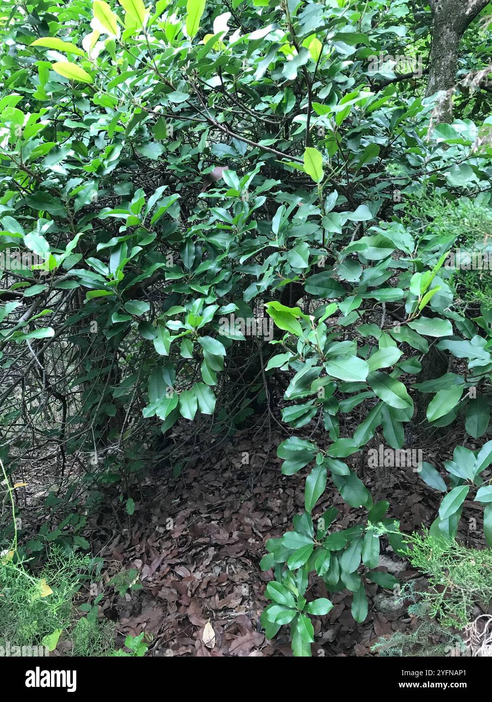 Chinese Photinia (Photinia serratifolia Stock Photo - Alamy