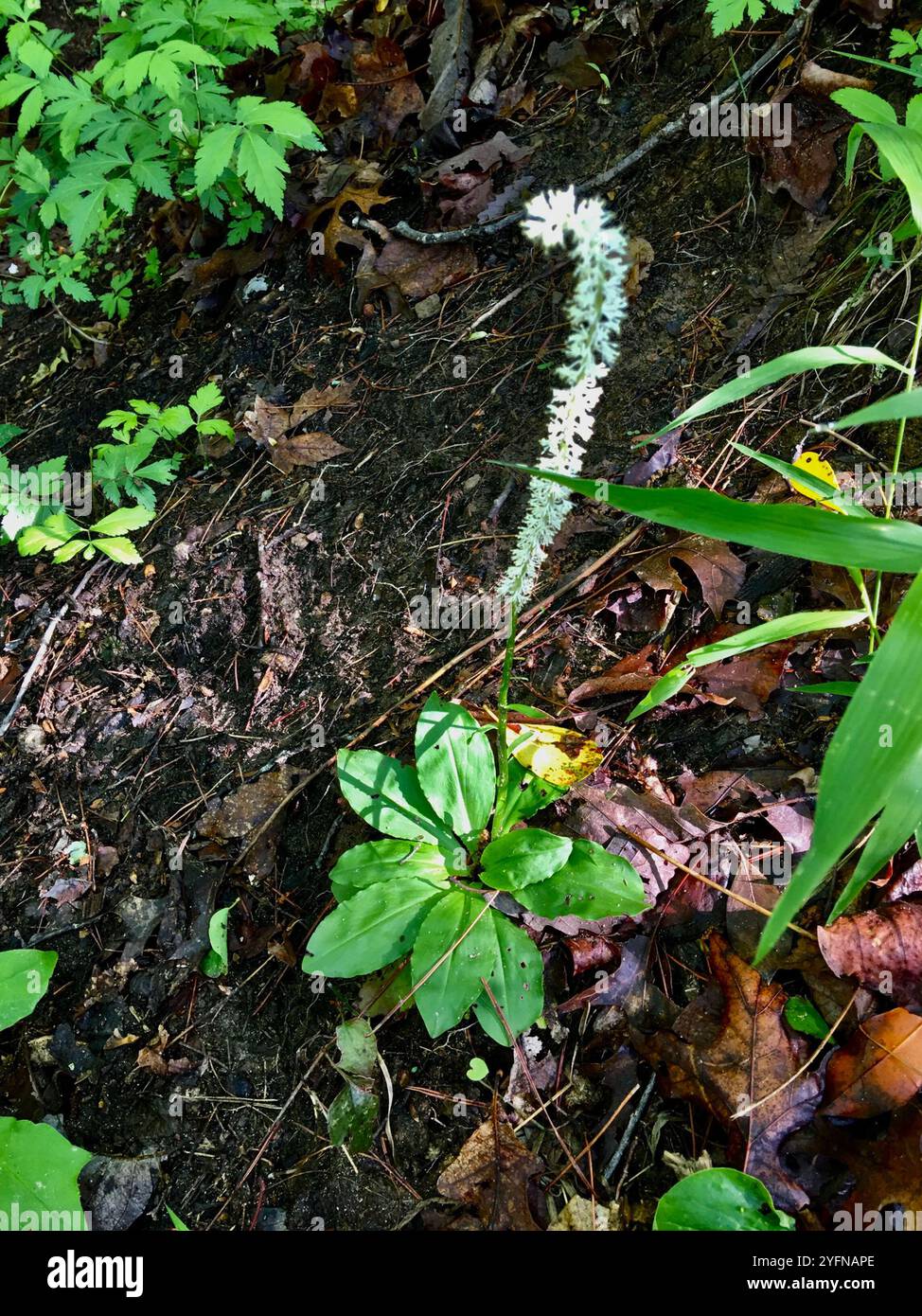 devil's bit (Chamaelirium luteum Stock Photo - Alamy