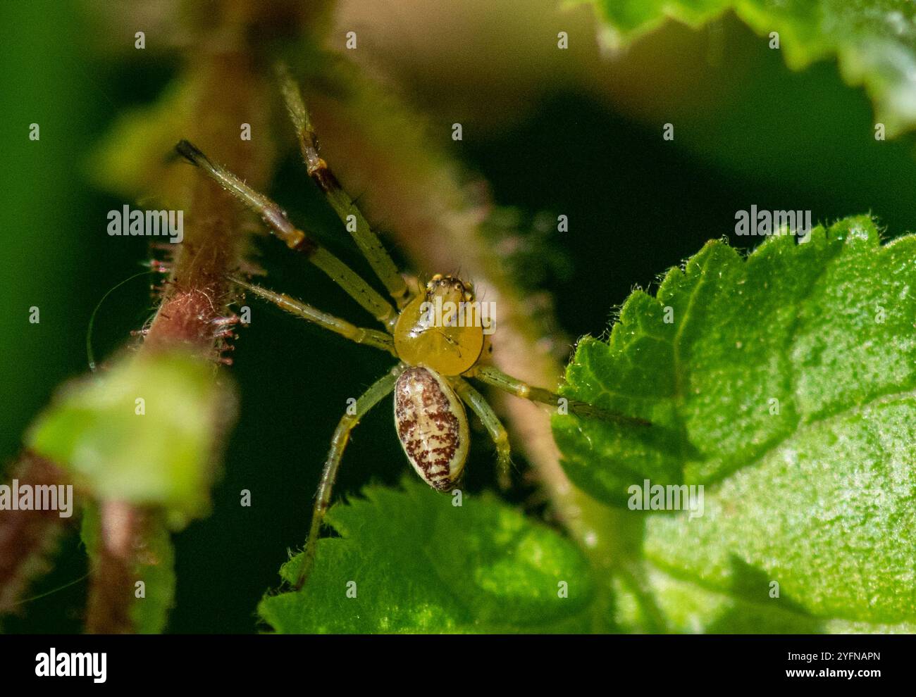 Eurasian Green Crab Spider (Diaea dorsata Stock Photo - Alamy
