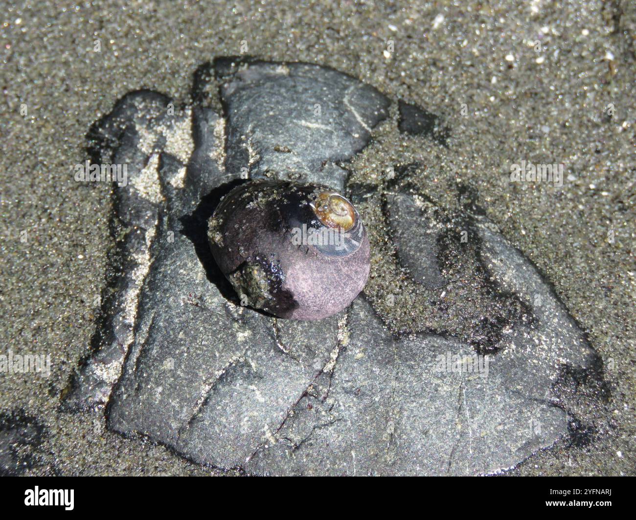Black Tegula (Tegula funebralis Stock Photo - Alamy