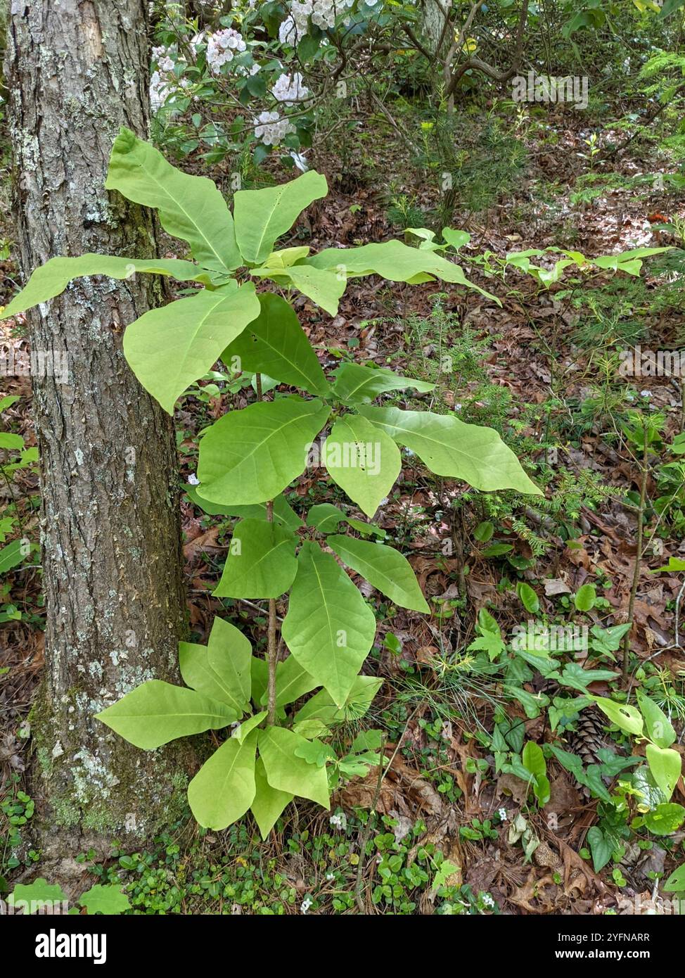 Fraser Magnolia (Magnolia fraseri Stock Photo - Alamy