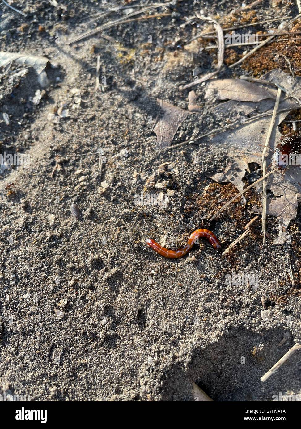 Water, Rove, Scarab, Long-horned, Leaf, and Snout Beetles (Polyphaga ...