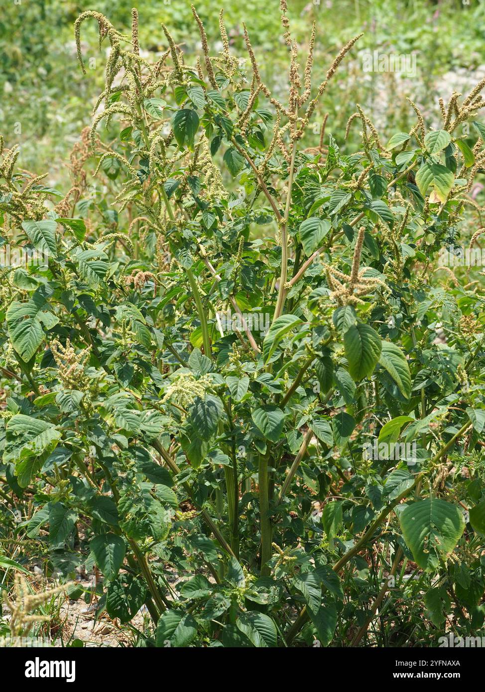 green amaranth (Amaranthus viridis Stock Photo - Alamy