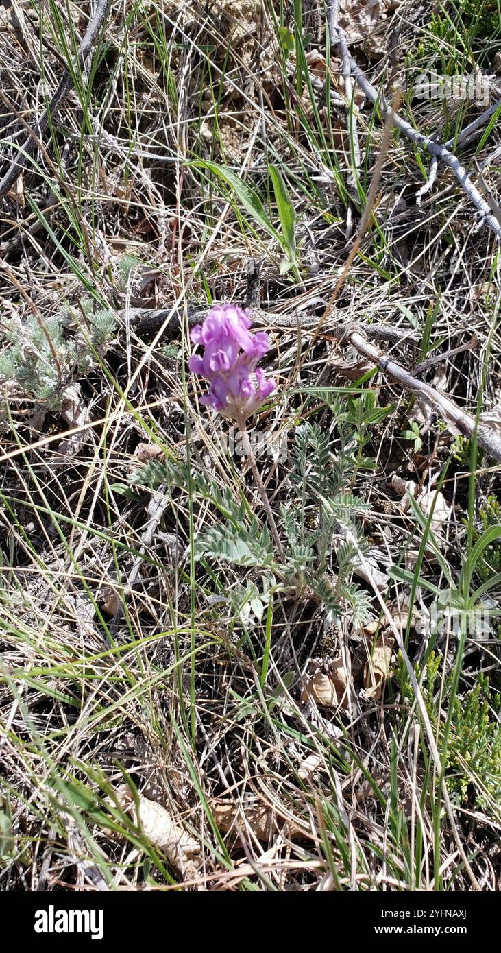Late Blue Locoweed (Oxytropis campestris dispar Stock Photo - Alamy