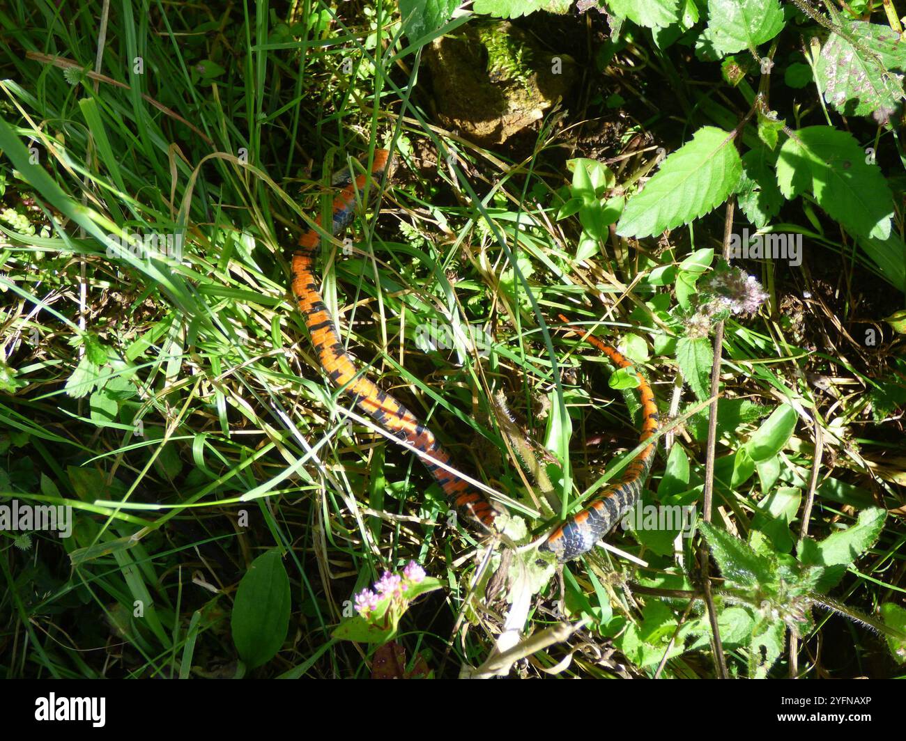 Fire-bellied Snake (Erythrolamprus epinephalus Stock Photo - Alamy