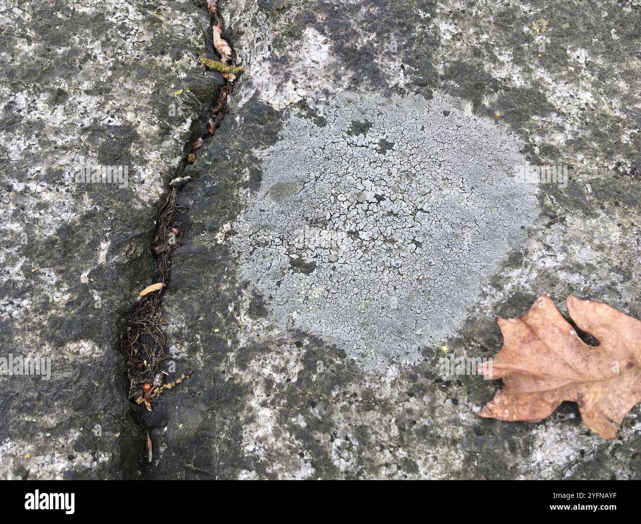 Smokey-eyed Boulder Lichen (Porpidia albocaerulescens Stock Photo - Alamy