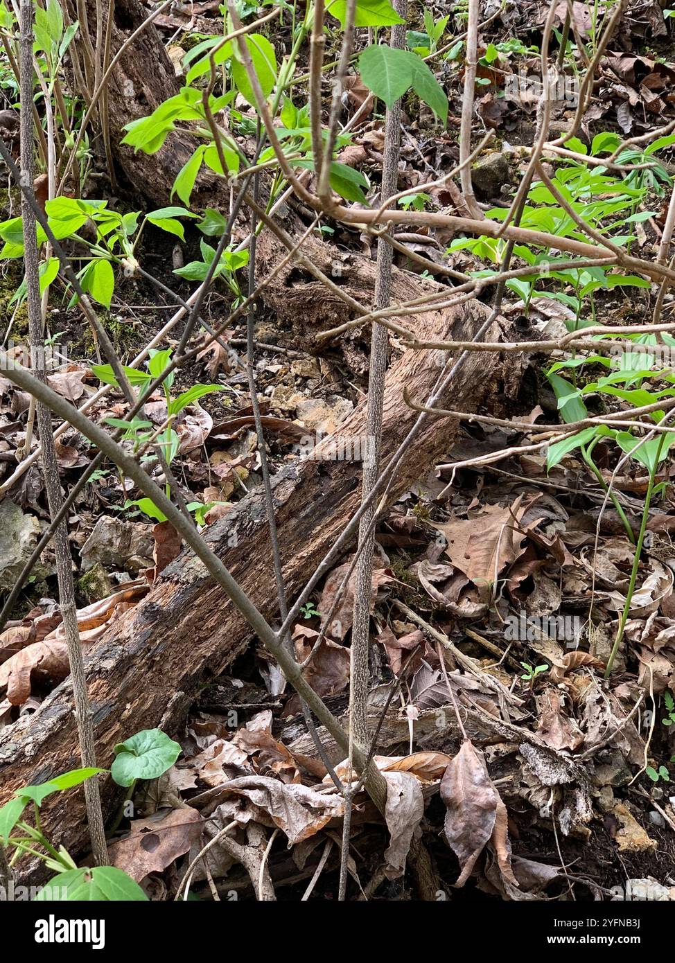 American bladdernut (Staphylea trifolia Stock Photo - Alamy