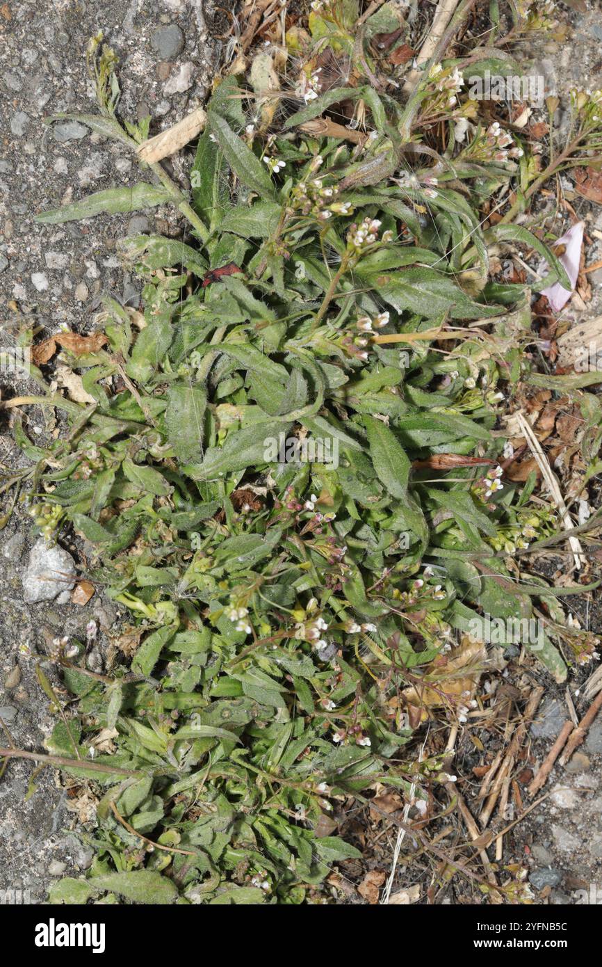 Common mouse-ear chickweed (Cerastium fontanum Stock Photo - Alamy
