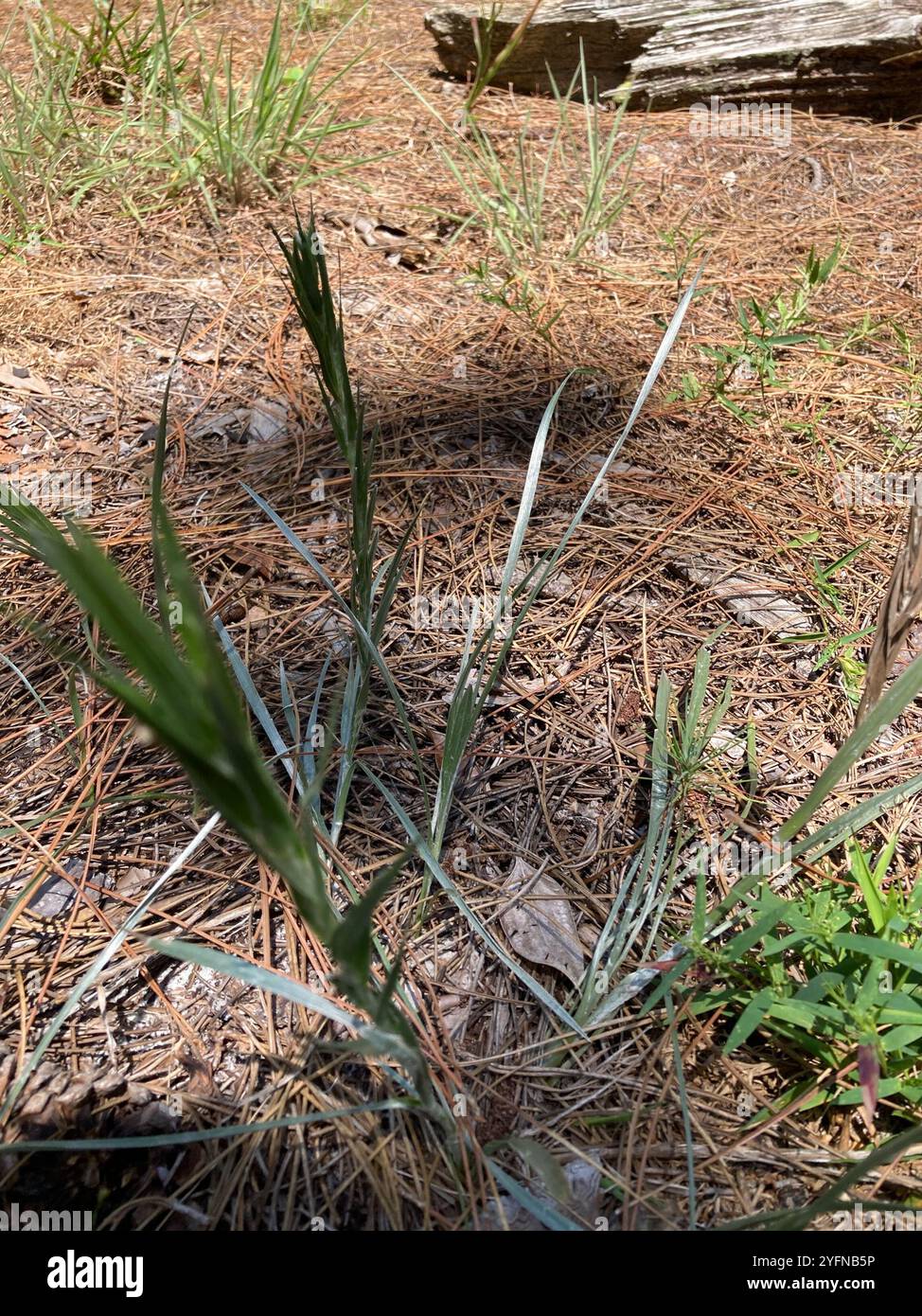 Narrowleaf silkgrass hi-res stock photography and images - Alamy