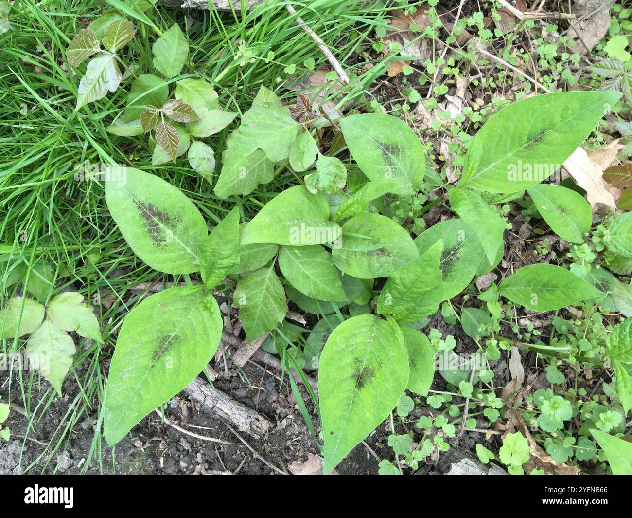 American jumpseed (Persicaria virginiana Stock Photo - Alamy