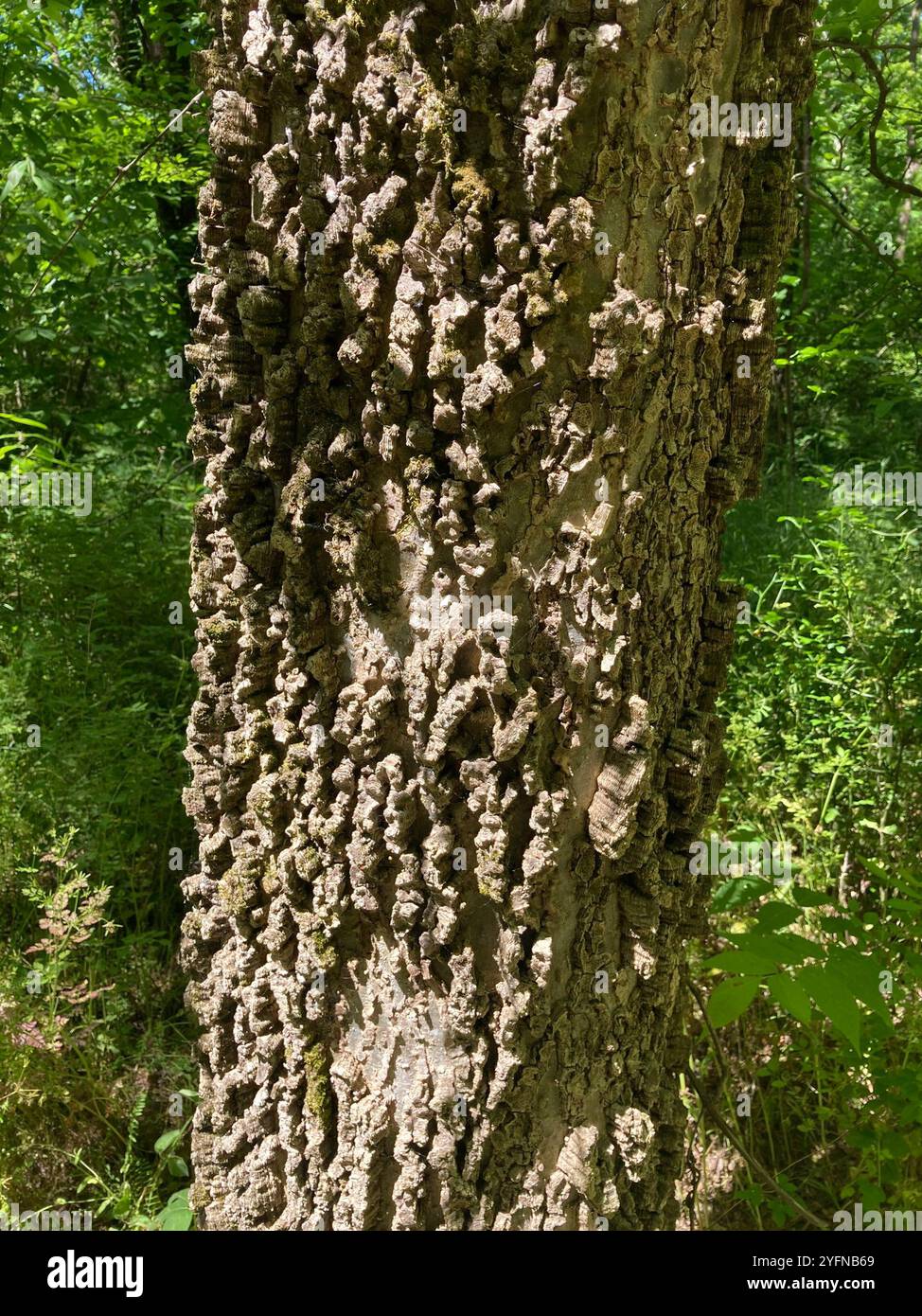 common hackberry (Celtis occidentalis Stock Photo - Alamy