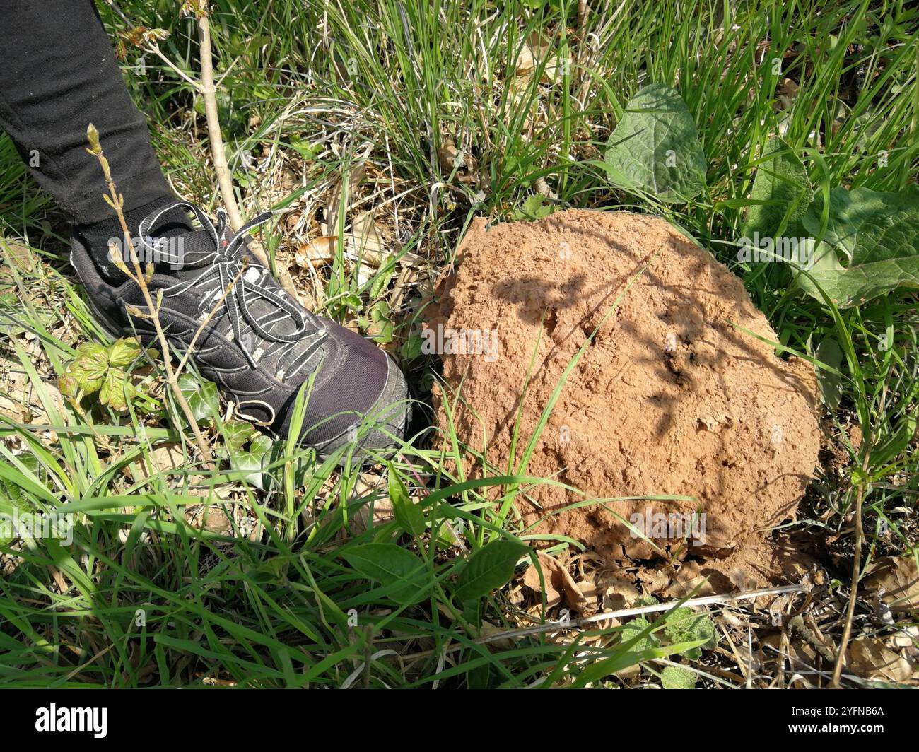 giant puffball (Calvatia gigantea Stock Photo - Alamy