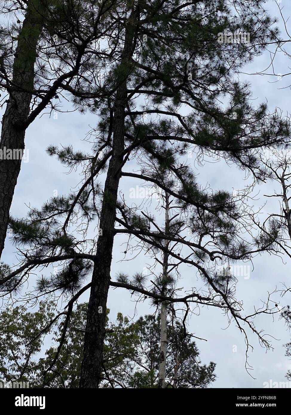pond pine (Pinus serotina Stock Photo - Alamy