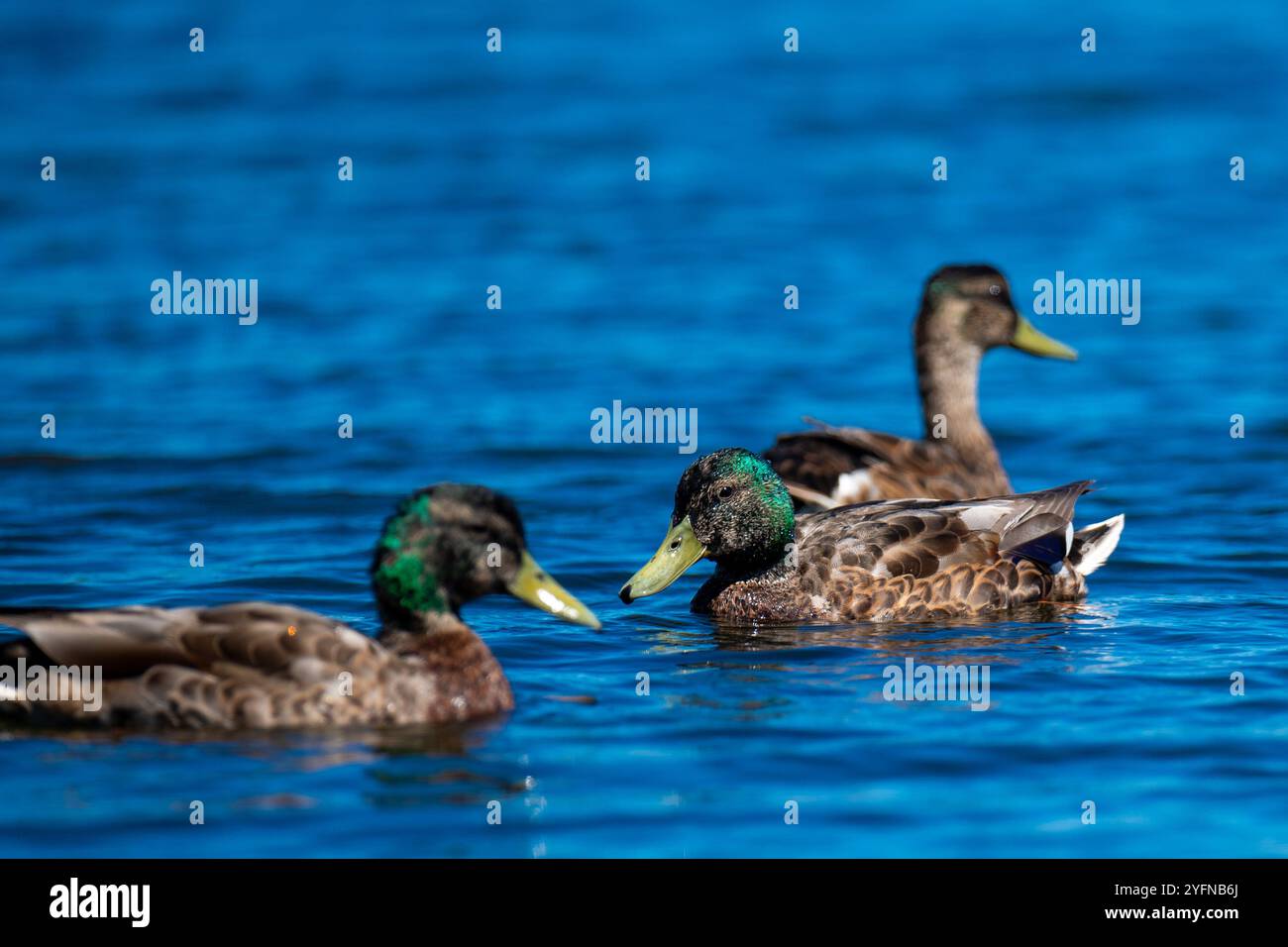 Duck, canard, lac, lake, floating, quebec, canada Stock Photo - Alamy